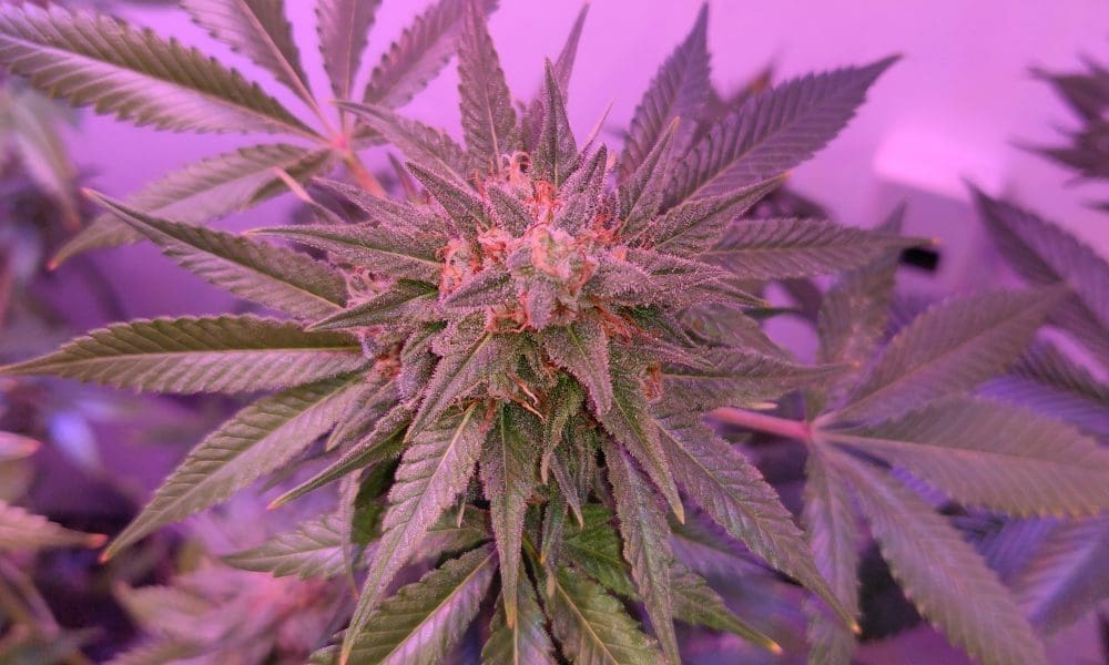 Marijuana Use Is Tied To ‘Significantly Higher Sexual Desire And ...