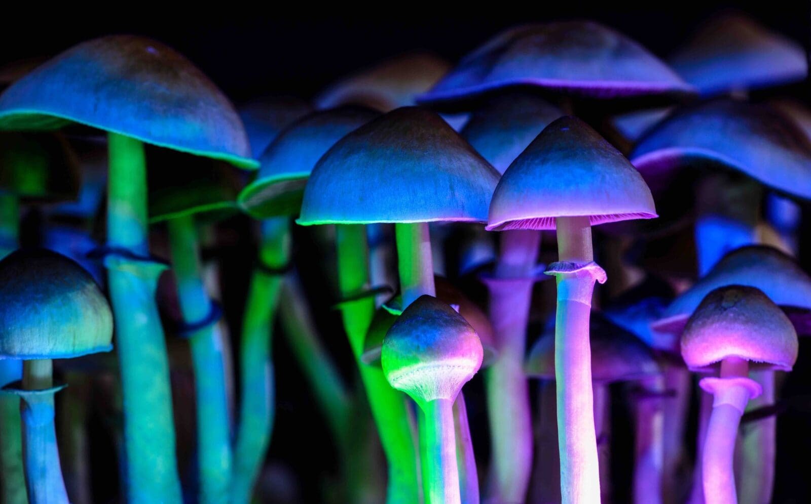How much do shrooms cost? - High Desert Relief
