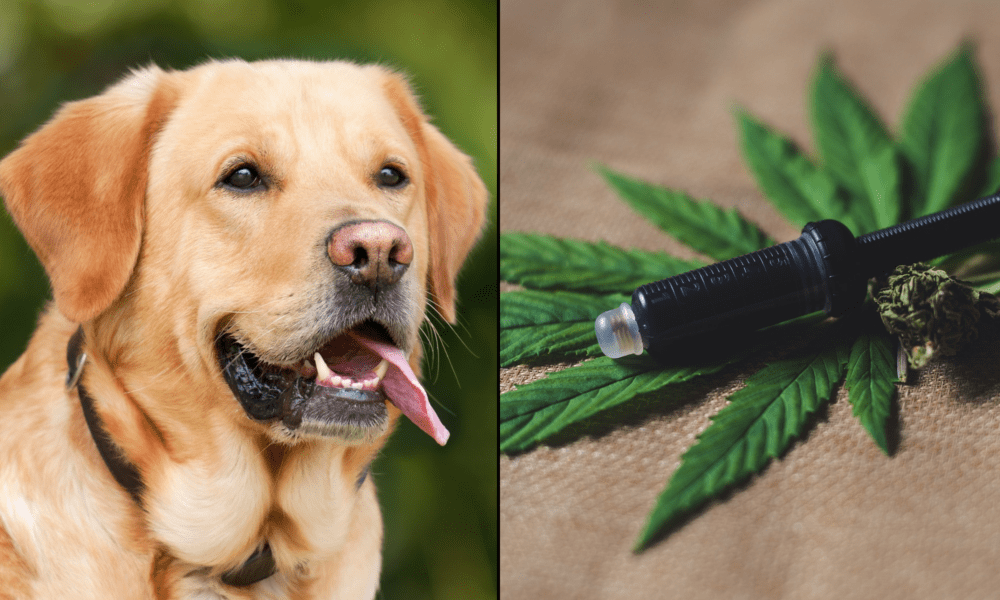 CBD Can Help Counteract Accidental Marijuana Exposure In Dogs, New ...